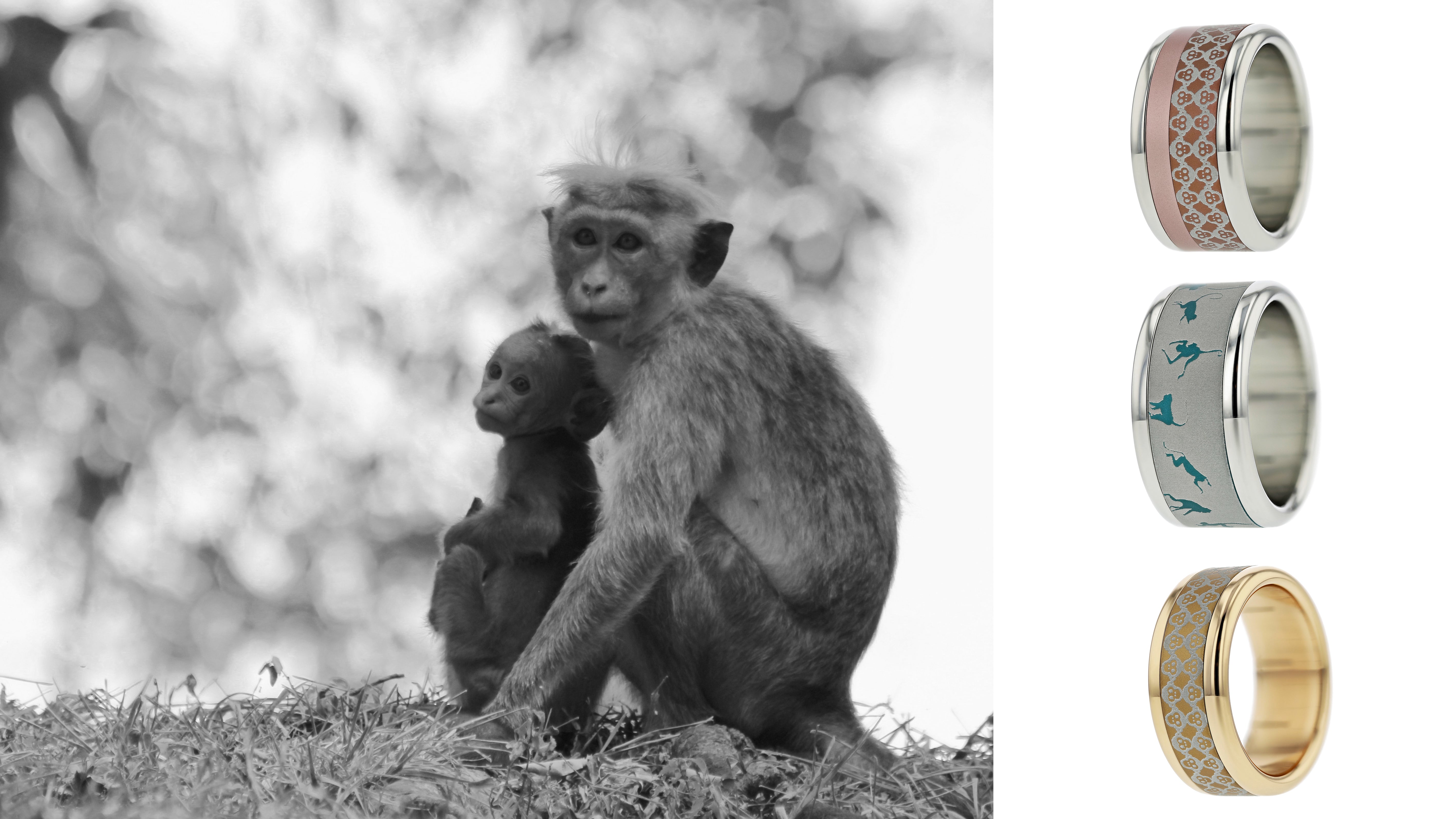 Monkey – Mood Collection